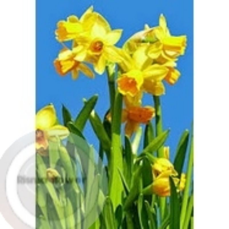 Jual Tanaman hias Bakung amarilis bunga kuning ( pohon / bunga hias ...