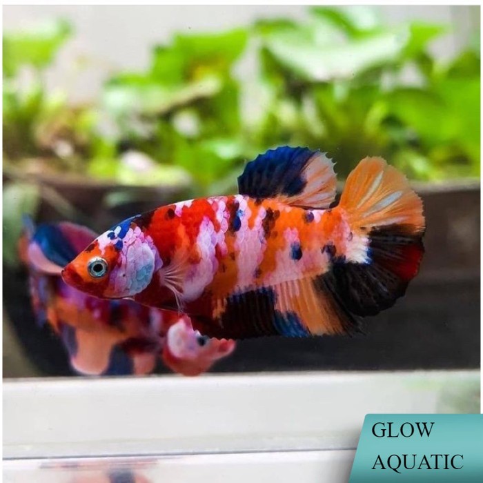 Jual Cupang nemo multi bahanan berkualitas | Shopee Indonesia