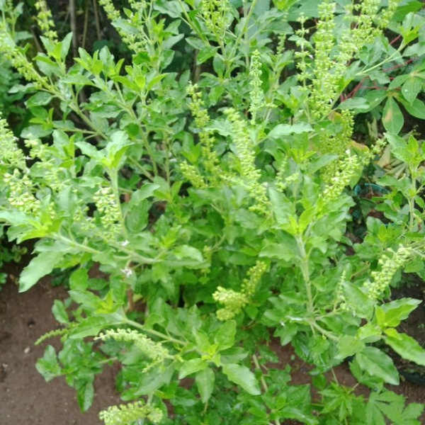 Jual tanaman herbal holy basil atau lampes bibit ruku - ruku lampes ...