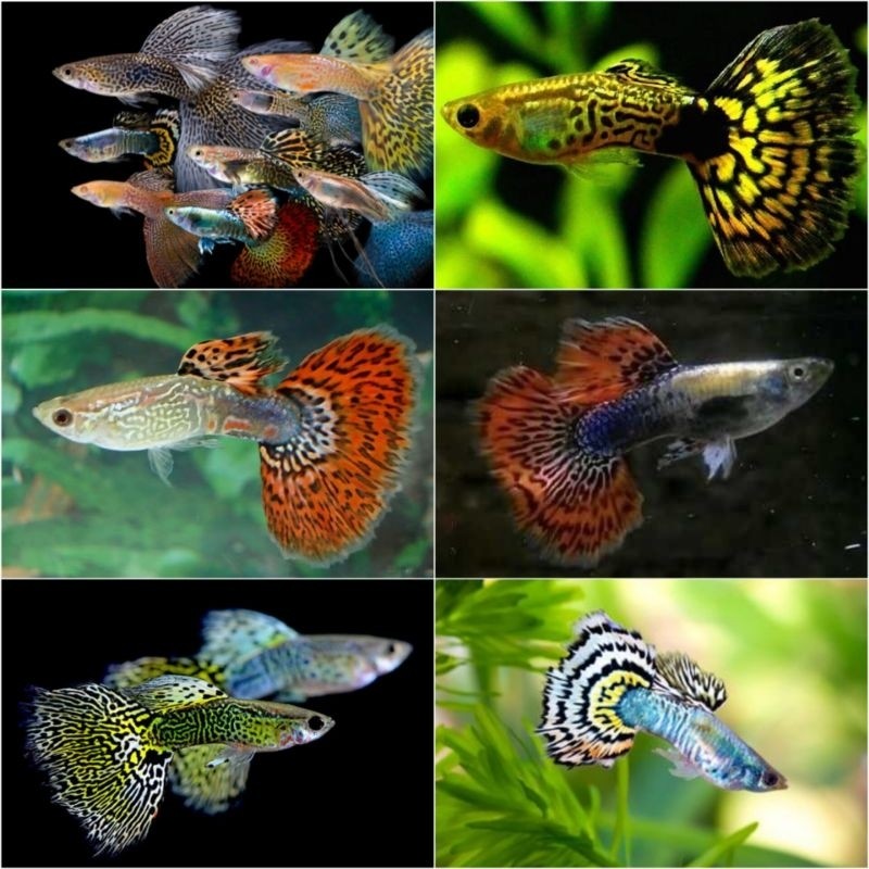 Jual paket 10 ekor gupi gupy cobra/dragon kualitas terbaik store guppy | Shopee Indonesia