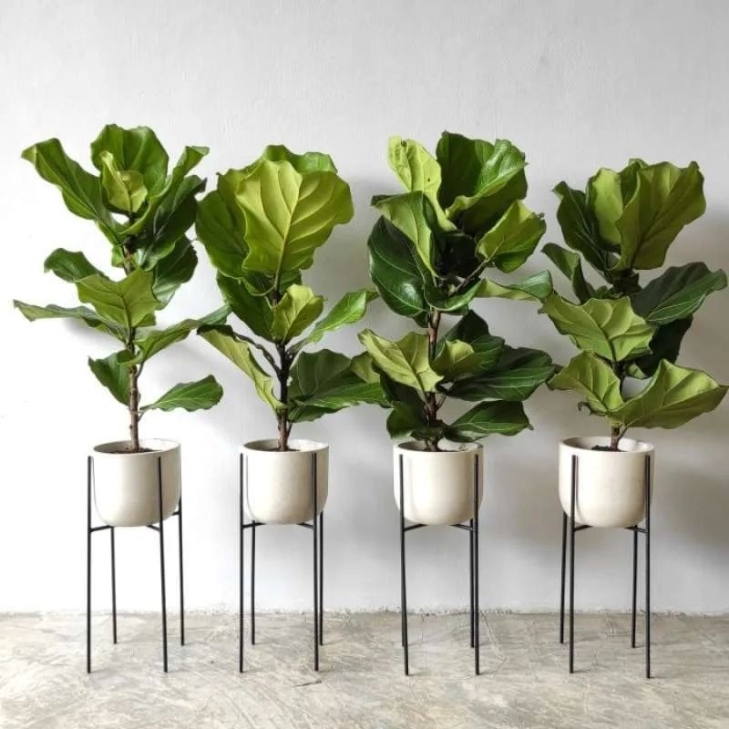 Jual Tanaman Hias Ketapang Biola Cantik (Besar 1m+) - Bibit Tanaman ...