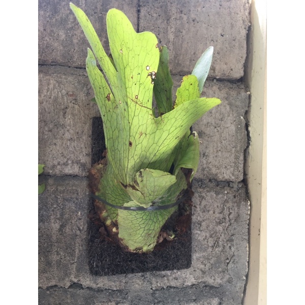 Jual Murah wandae / simbar papua | Shopee Indonesia