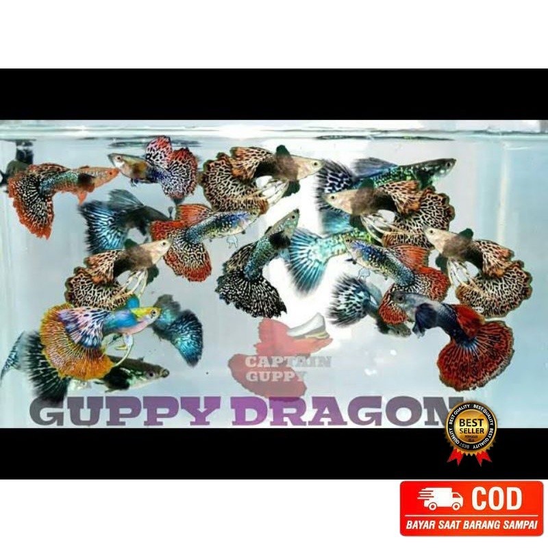 Jual +bonus paket hemat 15 guppy campur dragon ekor lebar citul | Shopee Indonesia