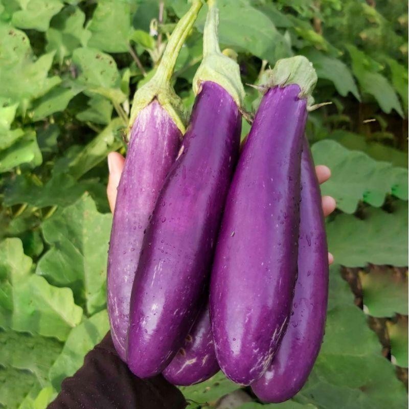 Jual 50+ Benih Bibit Terong Ungu Panjang F1 Hibrida Tangguh Biji ...