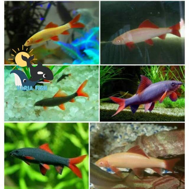 Jual kebutuhan akuarium IKAN HIAS REDFIN ALBINO HITAM variafish ...
