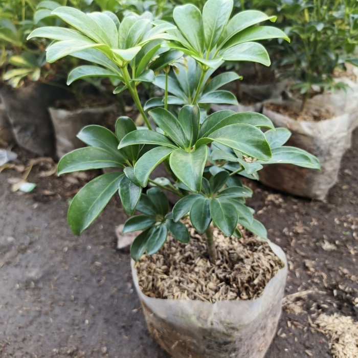 Jual tanaman hias walisongo hijau | Shopee Indonesia