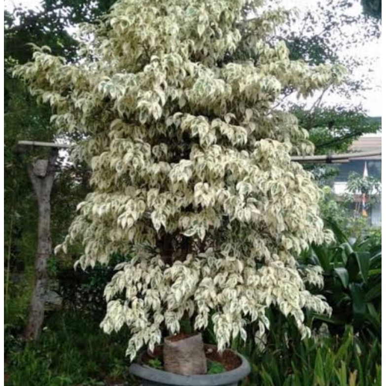 Jual Tanaman Hias Beringin Putih/Ficus Benjamina bisa buat bonsai ...