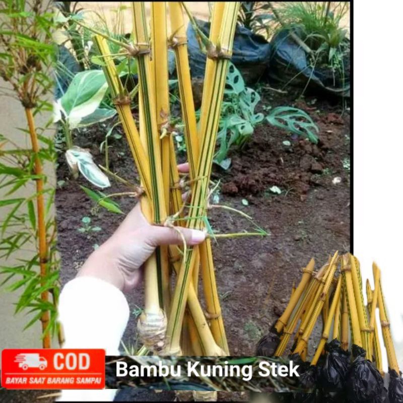Jual Bibit Bambu Kuning Asli Berakar | Shopee Indonesia