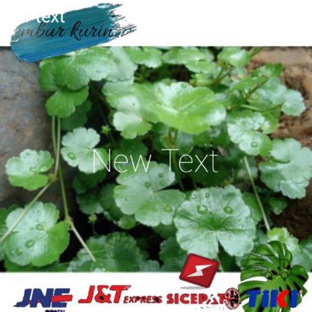 Jual New Promo Daun Pegagan Segar atau Antanan atau Semanggi Gunung 500 ...