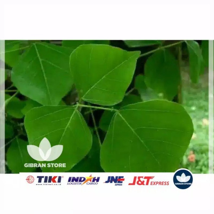 Jual daun dadap segar terbaik / dadap ayam / dadap laut | Shopee Indonesia