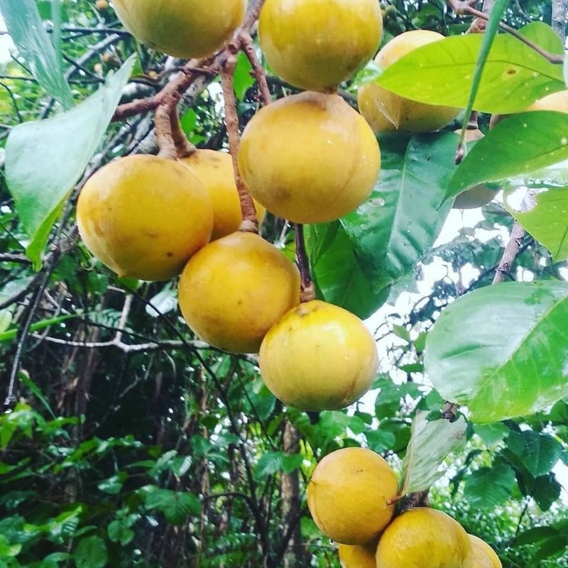 Jual Bibit buah kecapi / bibit buah Kecapi sentul / ketuat / kechapi ...