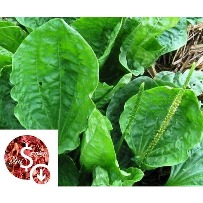 Jual DAUN SENDOK / KI URAT SEGAR 250 GRAM | Shopee Indonesia