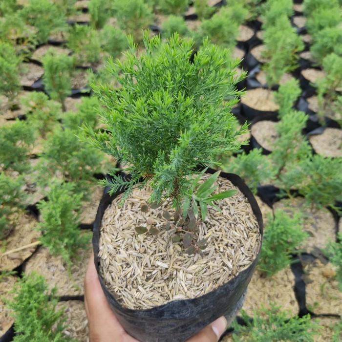 Jual Tanaman Hias Cemara Angin / Cemara Pentung | Shopee Indonesia