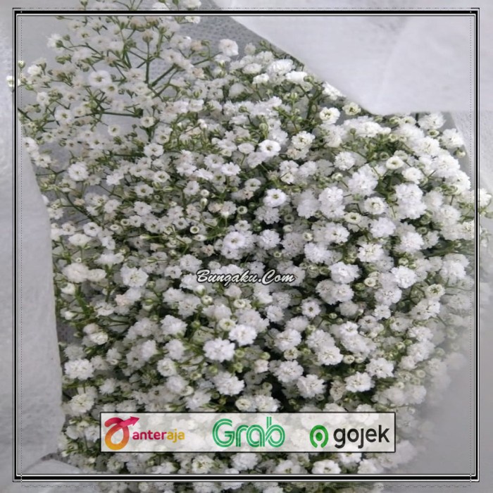 Jual Bunga Baby breath lokal fresh satu ikat isi 5 tangkai | Shopee ...