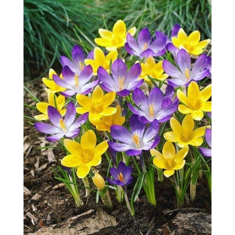 Jual Tanaman Hias Lili Hujan Bunga Hidup Rain lily Hujan / Tanaman Hias ... Jual Tanaman Hias Lili Hujan Bunga Hidup Rain lily Hujan / Tanaman Hias ...
