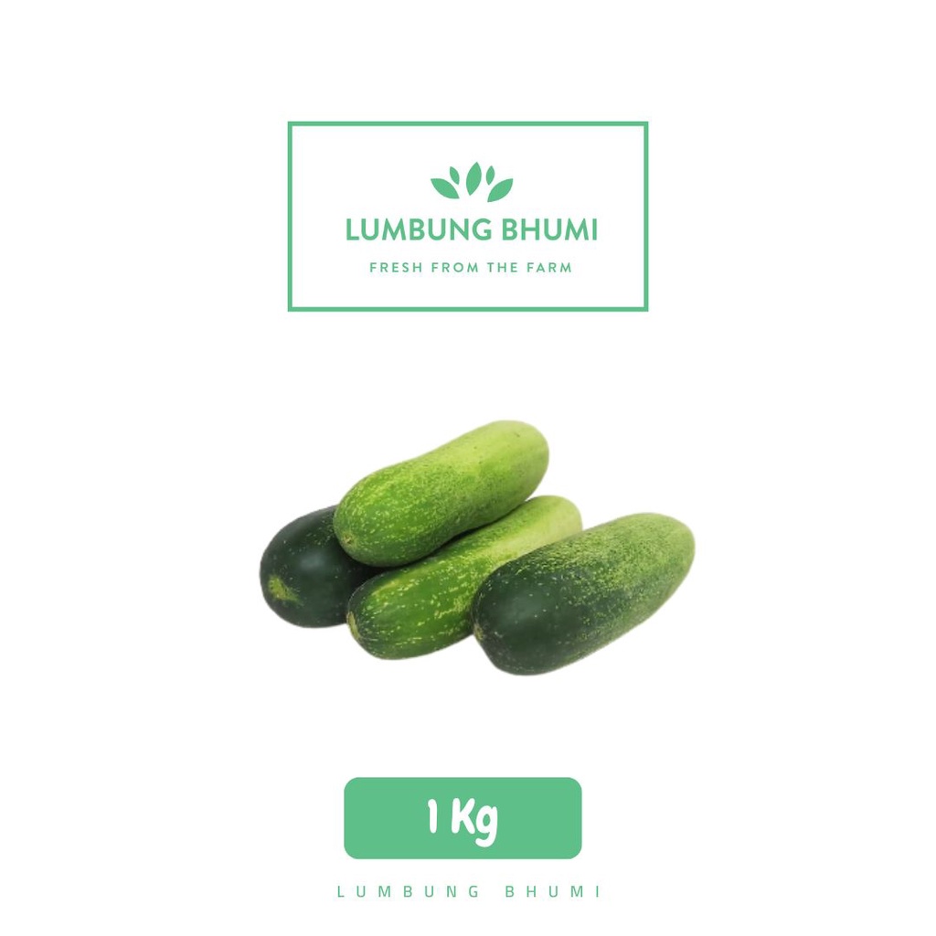 Jual Timun Sedang Sayur 1 Kg - Lumbung Bhumi | Shopee Indonesia