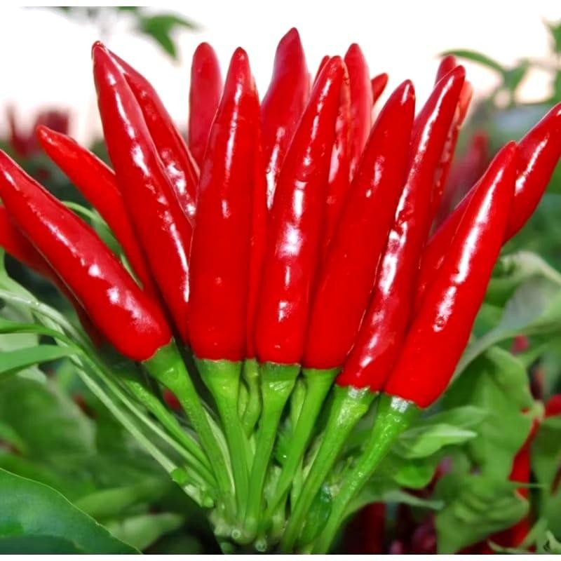 Jual Benih Cabai Rawit Red Cluster Pepper Seeds - IMPORT | Shopee Indonesia