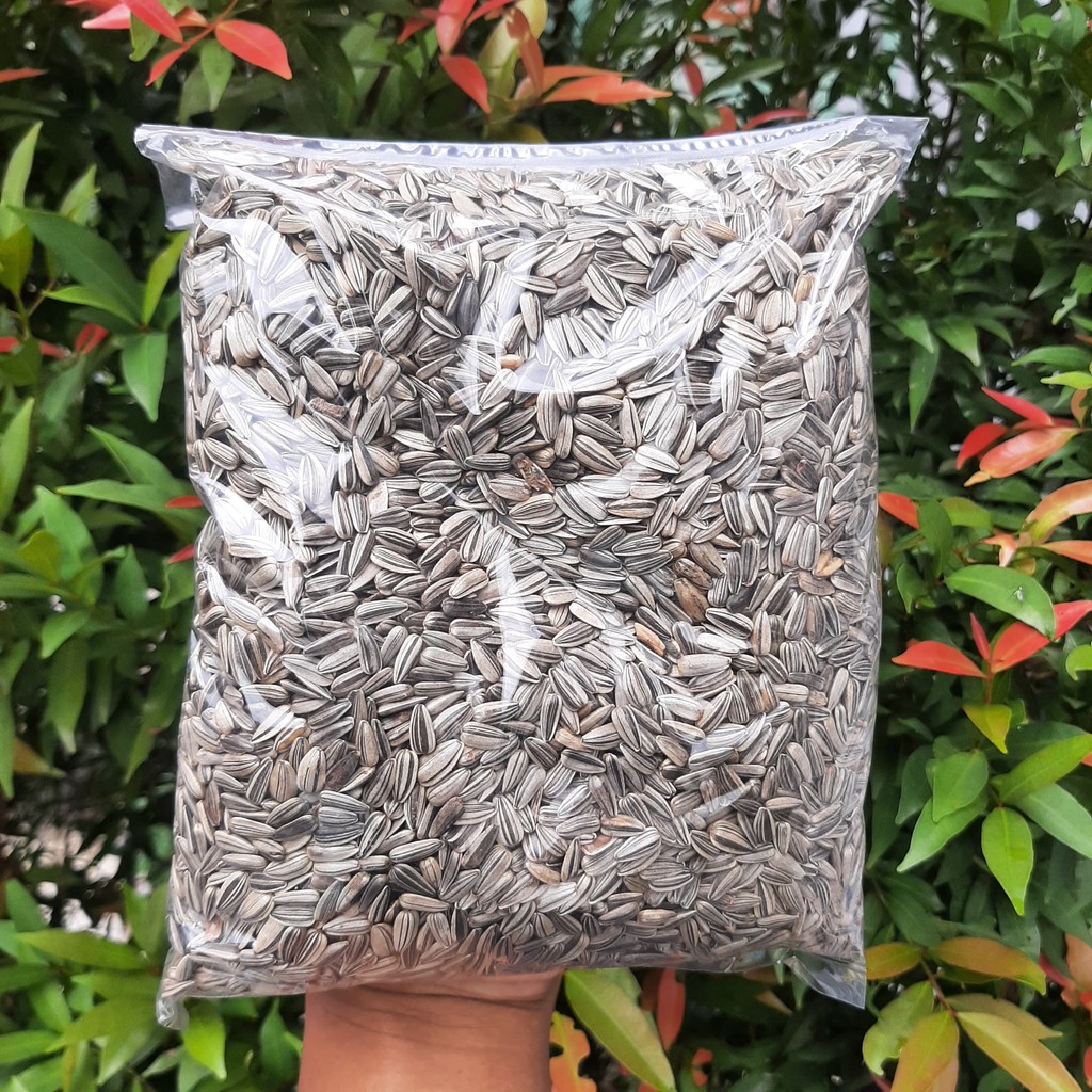 Jual PAKAN BURUNG KUACI KECIL KEMASAN 500 GRAM - KWACI HAMSTER - KUACI ...