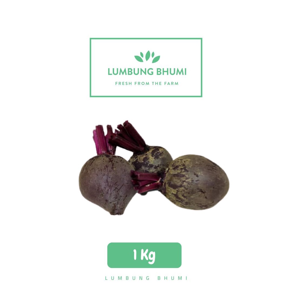 Jual Buah Bit Root Sayur 1 Kg - Lumbung Bhumi | Shopee Indonesia