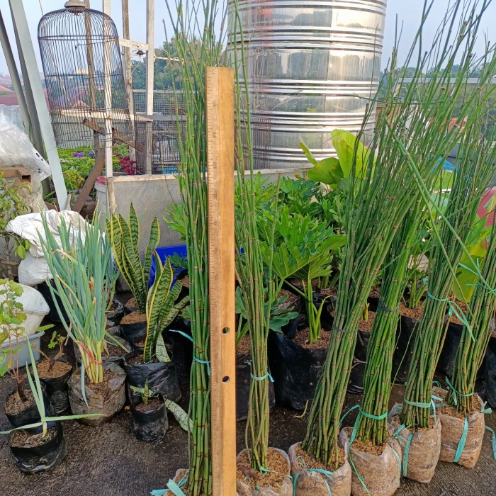 Jual tanaman bambu air, tinggi, rimbun, murah, foto asli, tanan hias ...