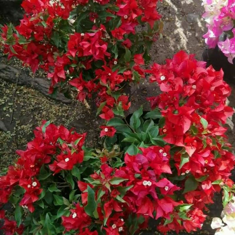 Jual Bougenville Merah - Tanaman Hias Bougenville Merah | Shopee Indonesia