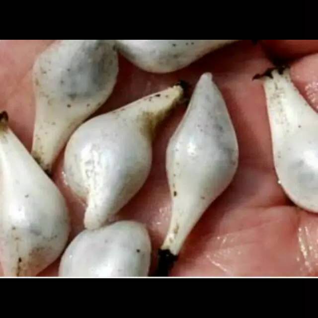 Jual Buah marasi pemanis alami / buah marasi hutan organik | Shopee ...