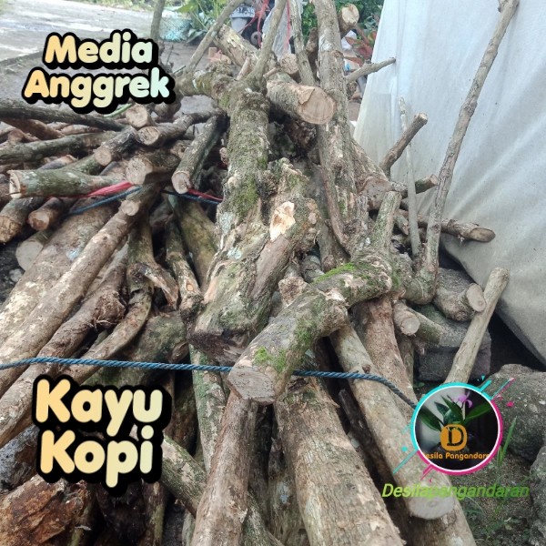 Jual kayu kopi utuh media tempel anggrek panjang 100 cm | Shopee Indonesia