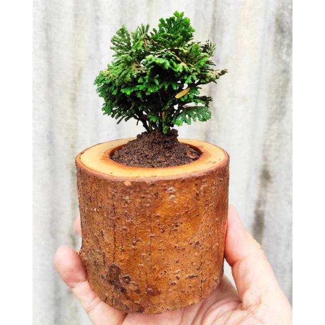 Jual Bunga CEMARA MINI INOKI - Tanaman Hias Hidup Daun Cemara Mini ...