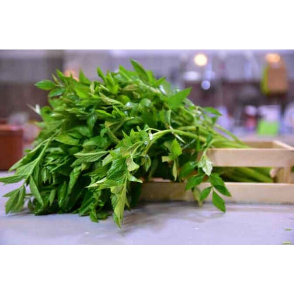 Jual sayuran langka daun sladren tespong cocok untuk lalapan 500 gram ...