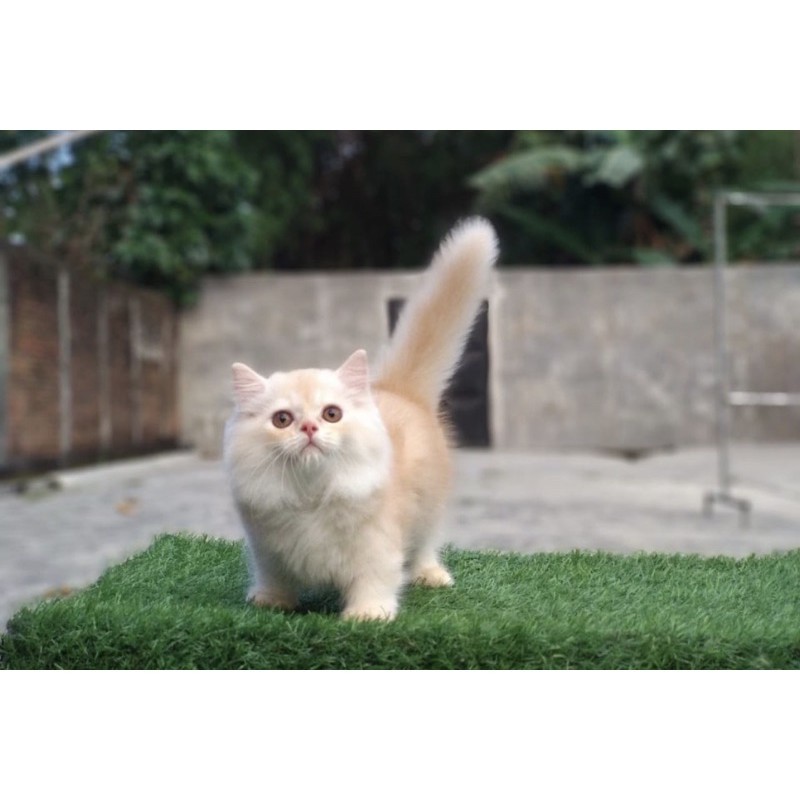 Jual kucing persia kitten mainchoon ragdoll peaknose bengal munckhin ...