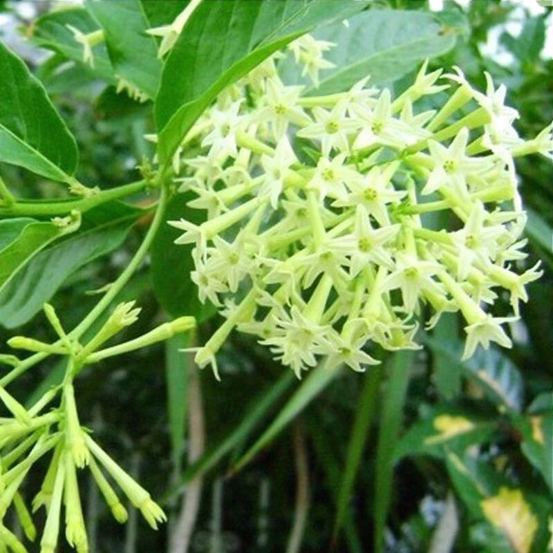 Jual Tanaman Hias Bunga Arumdalu / Cestrum Nocturnum | Bunga Harum ...