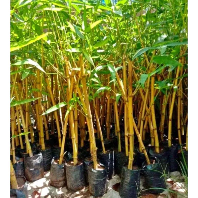 Jual Bibit Bambu Kuning / Ampel Kuning Siap Tanam / Tanaman Hias Bambu ...
