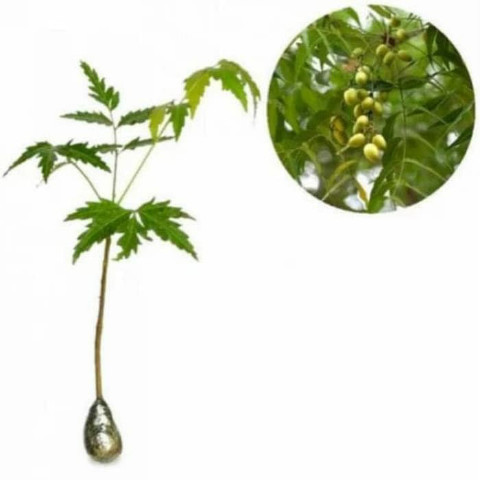 Jual Paket 3 Bibit Tanaman Pohon Mimba / Daun Mimba Asli | Shopee Indonesia