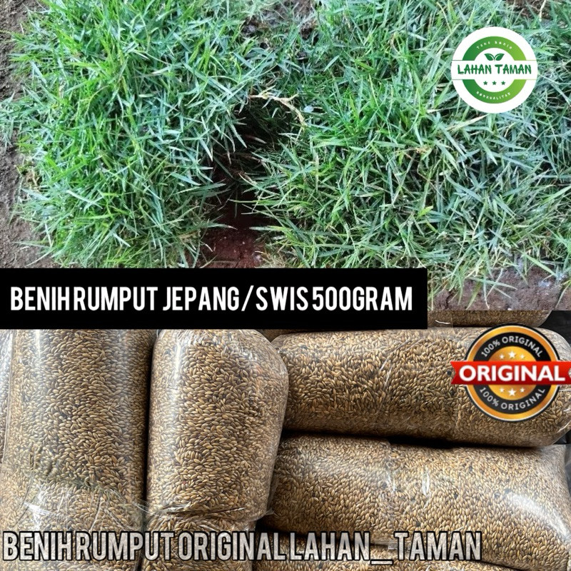 Jual 500gram/ benih rumput jepang | Shopee Indonesia