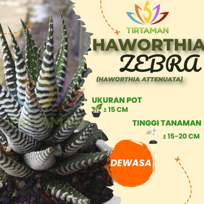 Jual sukulen haworthia zebra succulent haworthia attenuata | Shopee ...