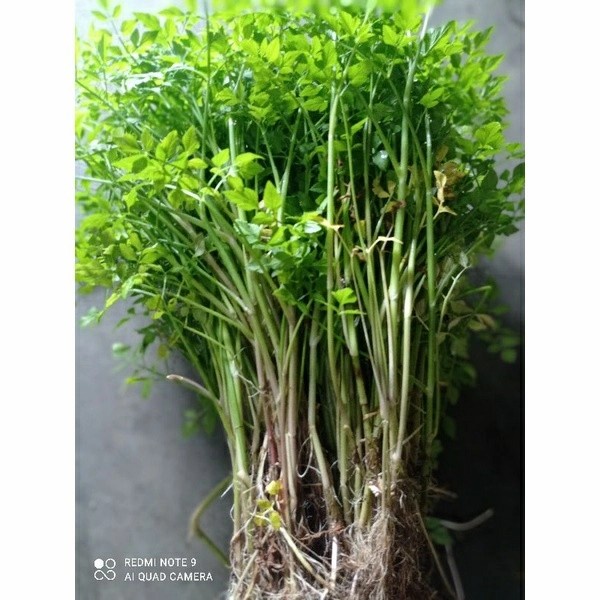 Jual tespong/sayuran langka daun tespong 500 gram | Shopee Indonesia
