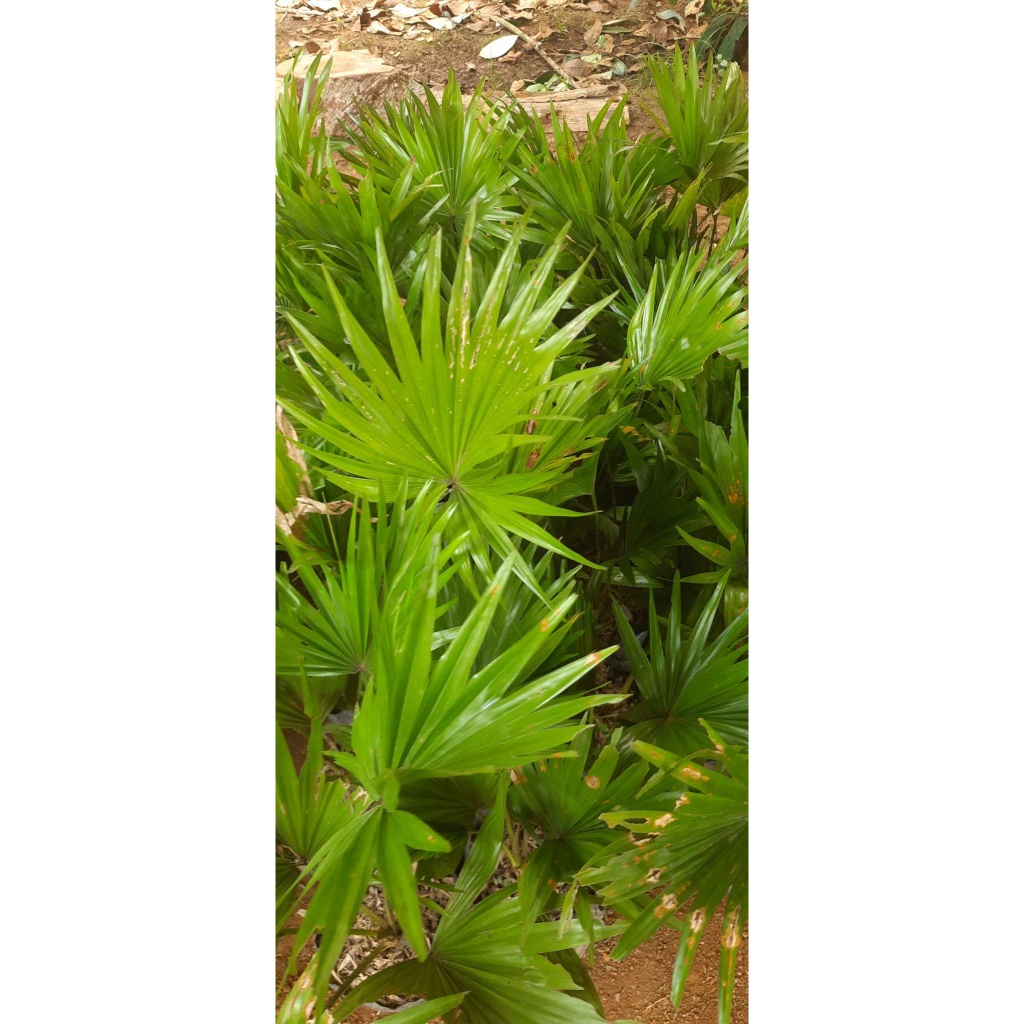 Jual Palem Sadeng Palem sadang Ingah Garden | Shopee Indonesia