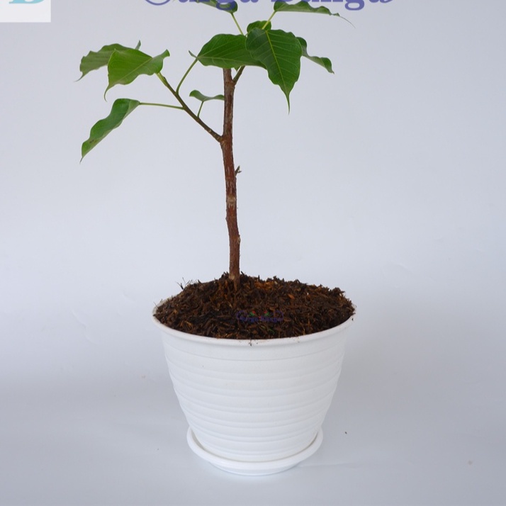 Jual Tanaman Kayu Bodhi (Ficus religiosa) Pohon Suci- | Shopee Indonesia