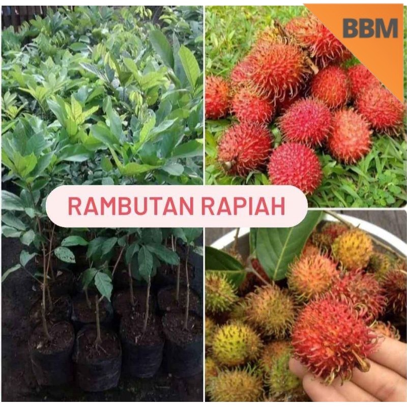 Jual Bibit rambutan rapiah okulasi | Shopee Indonesia