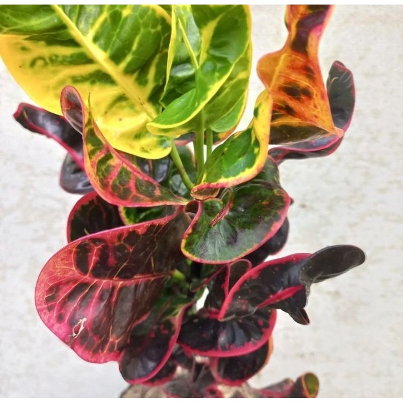 Jual tanaman hias - puring apel lipstik | Shopee Indonesia