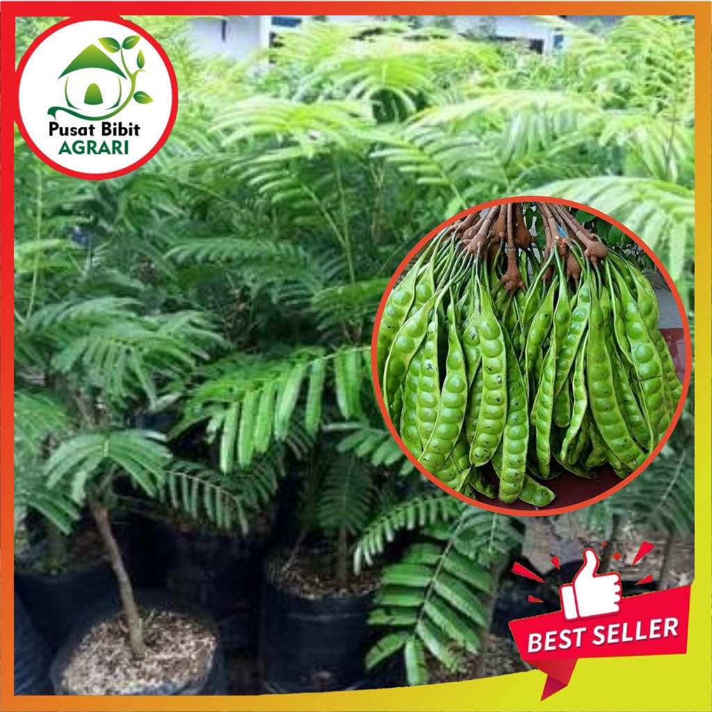 Jual Bibit Pete Asli Tanaman Buah Hasil Okulasi Super Genjah Unggul ...