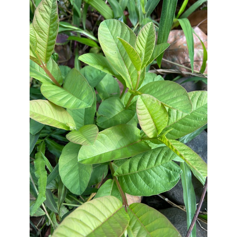 Jual Daun jambu biji muda/300grm khusus pucuk daun jambu biji | Shopee ... Jual Daun jambu biji muda/300grm khusus pucuk daun jambu biji | Shopee ...