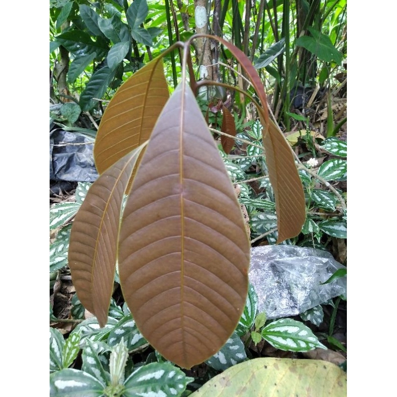 Jual promo JUAL BENIH PAKEL /BIBIT POHON PAKEL/LIMUS PER POHON ...