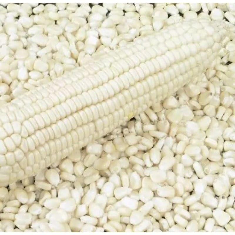 Jual 1 KG BENIH BIJI JAGUNG PUTIH KETAN | Shopee Indonesia