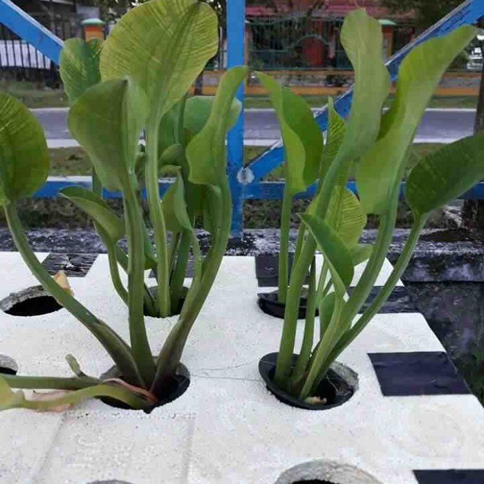 Jual Bibit genjer gendot eceng sayur siap tanam | Shopee Indonesia