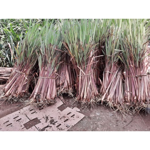 Jual SEREH WANGI SEGAR SERAI MERAH LANANG HERBAL BERKHASIAT | Shopee ...