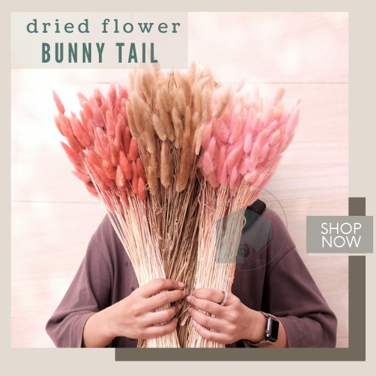 Jual BIG DISCOUNT SUPER SALE Dried Flower Bunga Kering Asli Bunny Tail ...