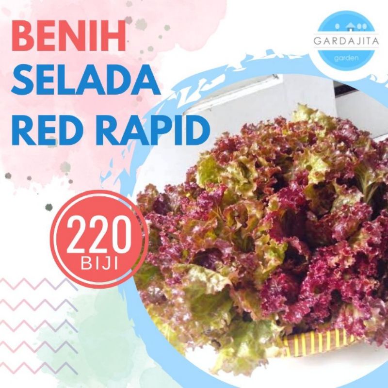 Jual SELADA MERAH [isi-220] - Benih Red Rapid Biji Bibit Sayur | Shopee ...