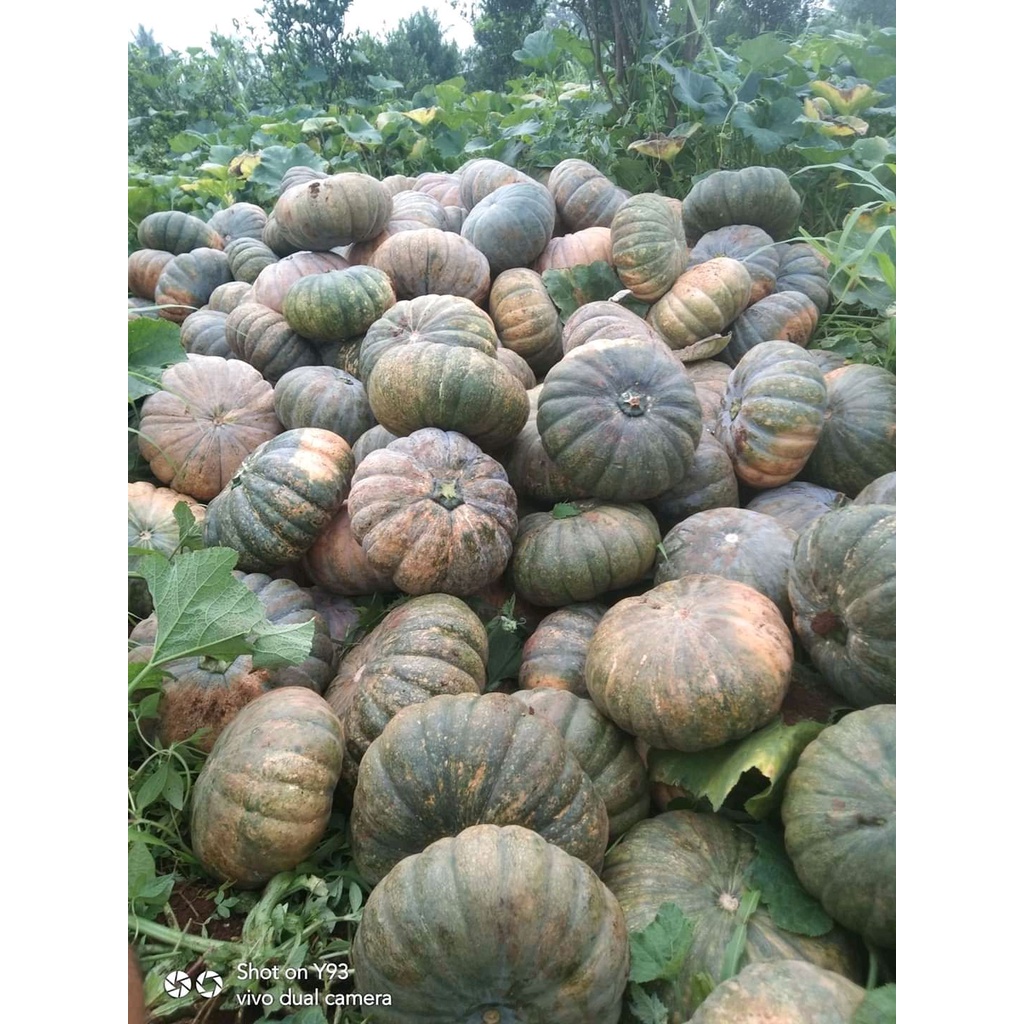 Jual Isi 30 Biji Benih Waloh/Labu Besar Hibrida Unggul | Shopee Indonesia