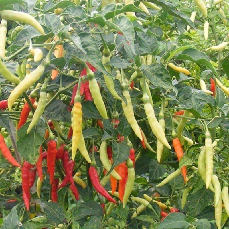 Jual Promo !!!! 150 Benih Bibit Biji - Cabai Rawit Merah Pedas F1 Cabe ...